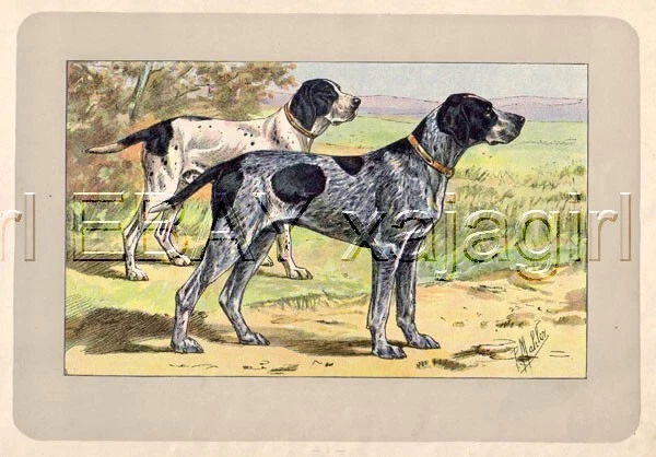 DOG FRENCH POINTER Auvergne (Braque Bleu), Rare Antique 100-Year-Old ...
