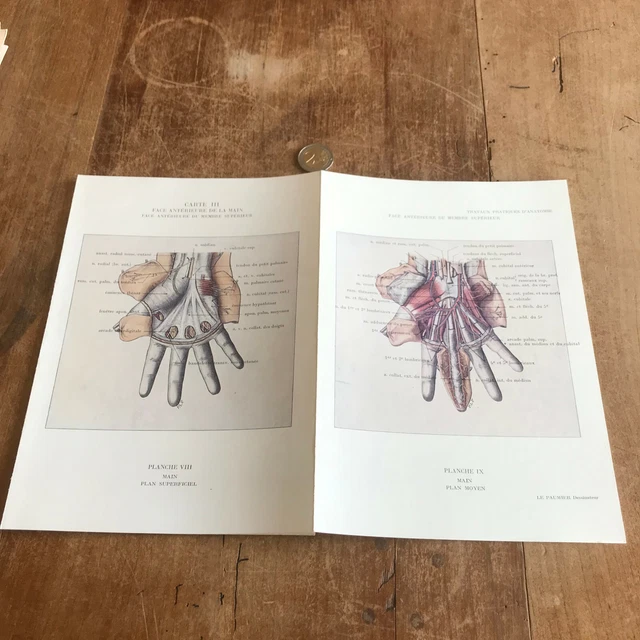 ANCIENNE GRAVURE ANATOMIE N123 corps humain cabinet de curiosité EUR 20 ...