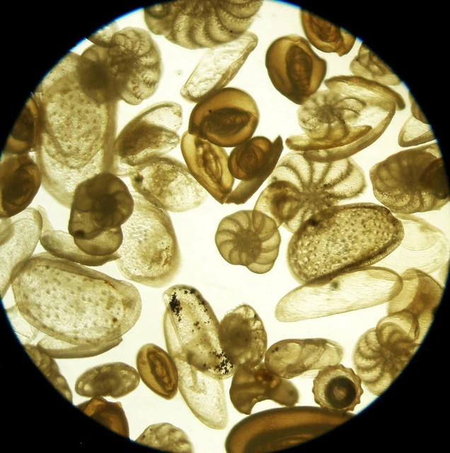 ANTIQUE MICROSCOPE Slide. Foraminifera from Jersey. £5.50 - PicClick UK