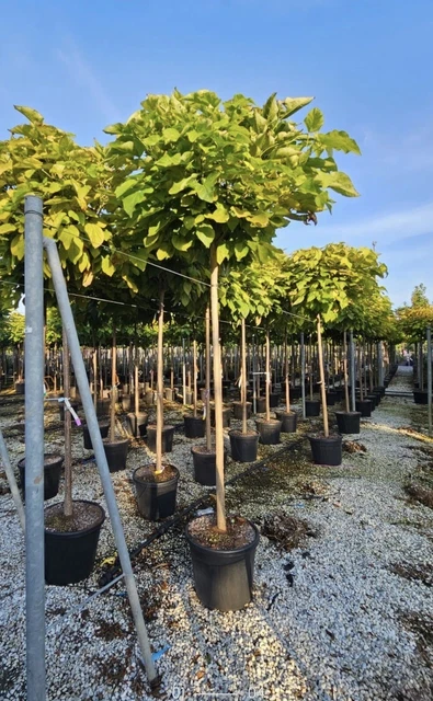 PATIO TREE /LARGE Catalpa Bignonioides Nana Indian Bean Tree 280 cm ...