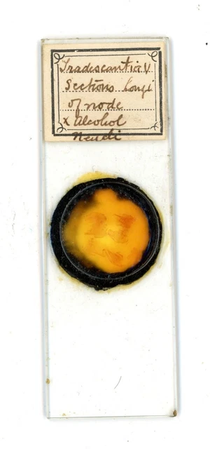 ANTIQUE GLASS MICROSCOPE slide Tradescantia V sections sample #21 £5.00 ...