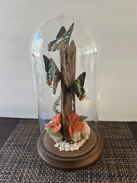 VINTAGE REAL BUTTERFLY Glass Dome Display Of 3 Emerald Moths 🔥Beautiful ...
