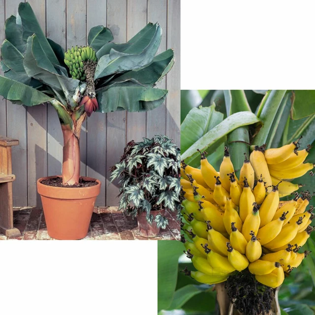 1 PIANTA DI Musa Acuminata Dwarf Cavendish Banano Vaso 24Cm EUR 26,90 ...