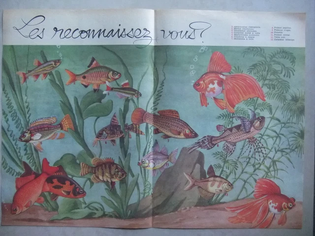 POSTER LES RECONNAISSEZ Vous Races Poissons Aquarium EUR 3,00 - PicClick FR