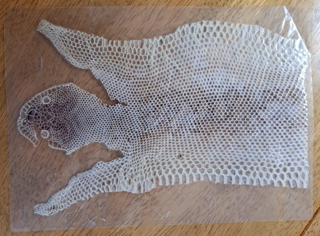 REAL SNAKE SKIN Shed and Laminated, Taxidermy Curio, Unusual Gift £0.99 ...