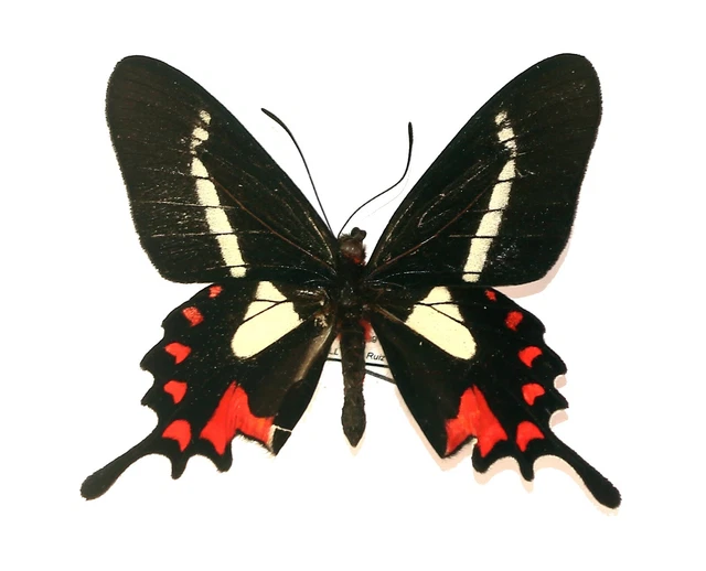LEPIDOPTERA, PAPILIONIDAE, PARIDES AGAVUS, BRAZIL (mounted butterfly ...