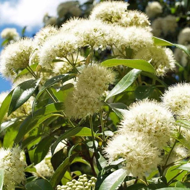 LEMON MYRTLE SEEDS Backhousia Citriodora Edible Native Hardy Flowering ...