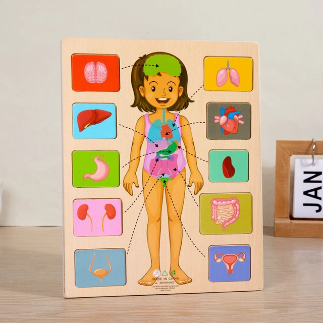 ANATOMY LEARNING PUZZLE Anatomy Puzzle Body Puzzle Board Stem Learning ...