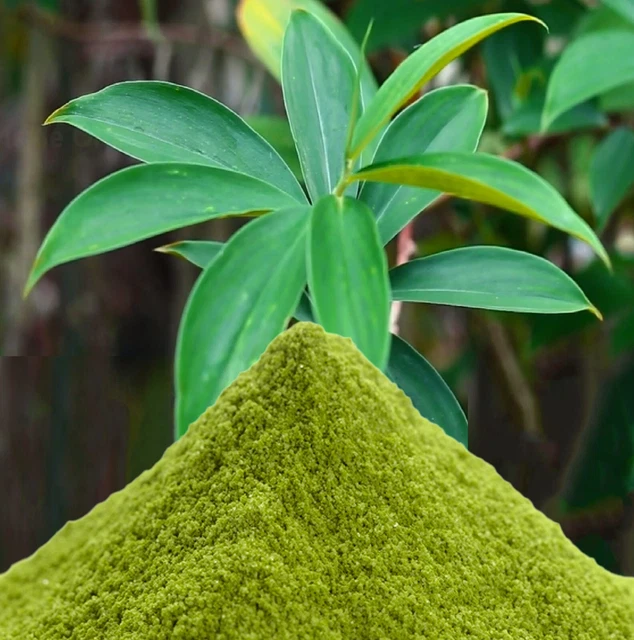INSULIN PLANT LEAF Powder Costus Igneus Ayurvedic Thebu Leaves Premium ...