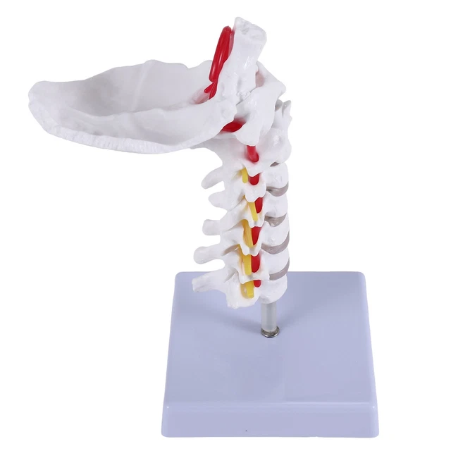 CERVICAL VERTEBRA ARTERY Spinal Nerves Anatomical Model Anatomy p6628 £ ...