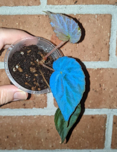 BEGONIA PAVONINA SP "Peacock Begonia" Iridescent Begonia" (Rare Plant ...