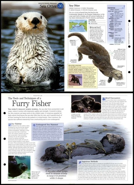 SEA OTTER #36 Aquatic Mammals - Discovering Wildlife Fact File Fold-Out ...