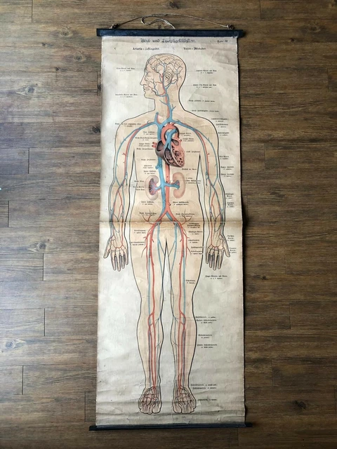 ANTIQUE GERMAN ROLL down wall chart - Medical human anatomy EUR 489,40 ...