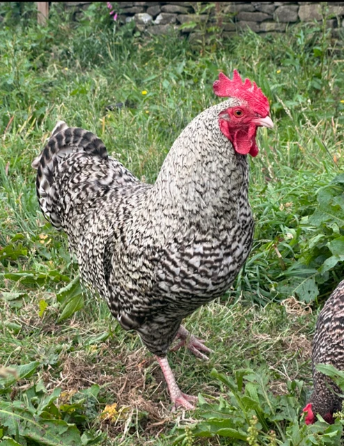 6 X CUCKOO Maran Bantam Hatching Eggs £15.00 - PicClick UK