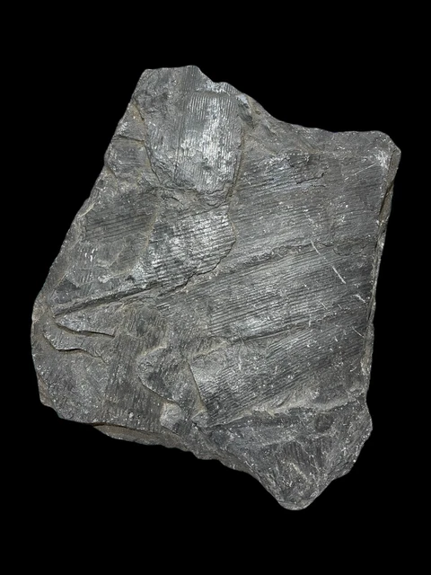 LARGE CALAMITIES FOSSIL Victorian Specimen With Label Newcastle UK ...