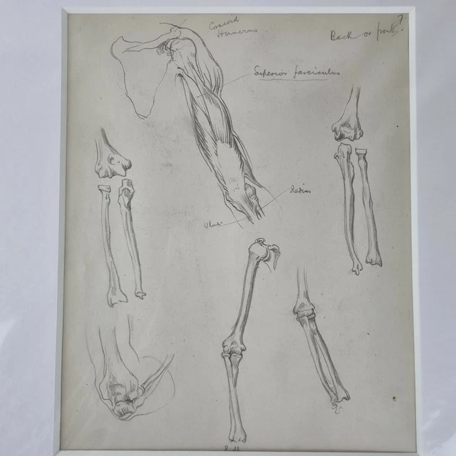 VINTAGE 1930S PENCIL Drawing Anatomical Study Of Arms By Joan Surrey ...