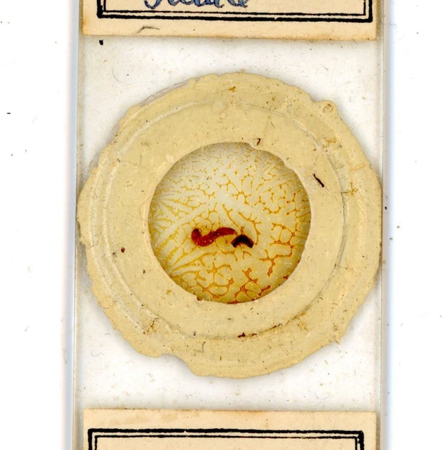 ANTIQUE GLASS MICROSCOPE slide Mollusca Helix Nemoralis Palate #67 £9. ...