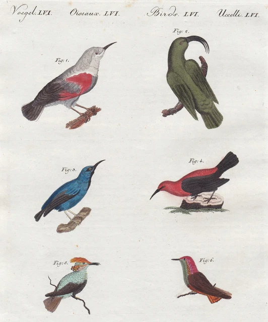 COLIBRÌ COLIBRÌ HUMMINGBIRDS Baumläufer Creeper Uccelli Picchio Bertuch ...