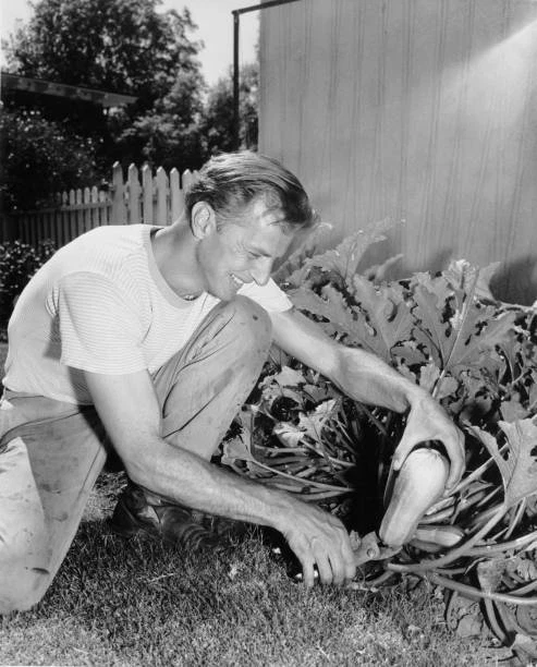 AMERICAN ACTOR BRUCE Bennett Cuts A Squash In His Garden Circa 1946 Old ...