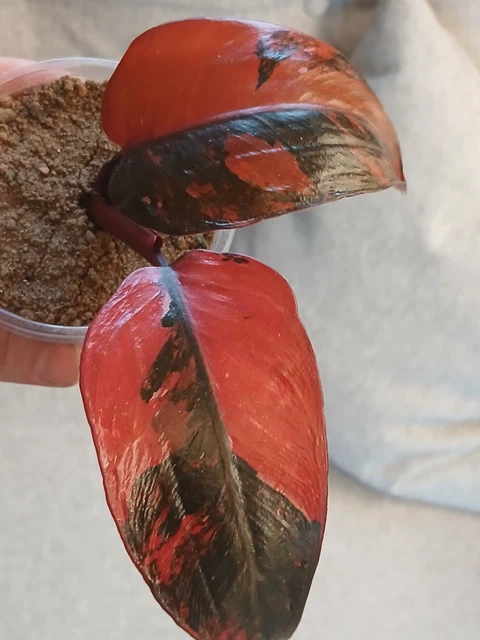 RARE!!! PHILODENDRON PRINCESS Of Fire 🔥 🔥 🔥 Top Cutting With Lead Shoot ...