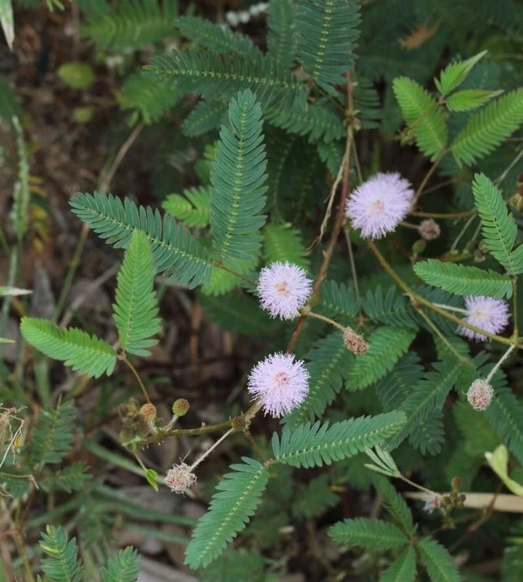 PURE ORGANIC DRIED Mimosa Pudica Leaves, Flowers, Stems Shameplant ...