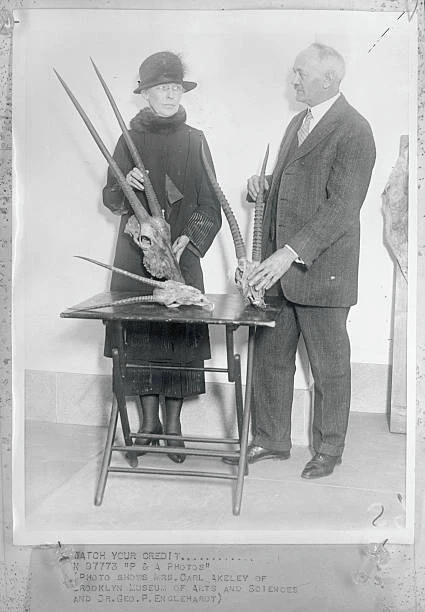 MRS CARL AKELEY the intrepid explorer of the Brooklyn Museum of A ...