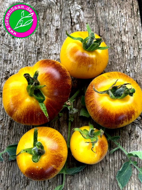 TOMATENSAMEN 🍅 WOOLLY KATE YELLOW Dwarf 💛 10+ Samen wollig lecker ...