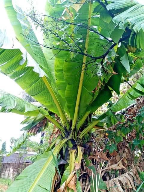 ENSETE PERRIERI, BANANA Madagascar - 5x semi freschi EUR 10,53 ...