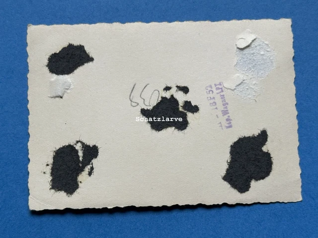 FOTO, JUNGER MANN auf Motorrad, Krad, Oldtimer (MJ-38)1025 EUR 4,90 ...