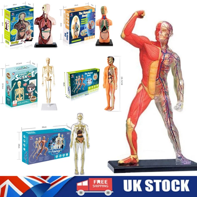 EXPLORE YOUR BODY Human Body Torso Model Kit-Skeleton & Muscle & Organ ...