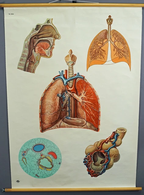 VINTAGE MURAL MEDICAL Poster Anatomical Wall Chart Respiratory Organ ...