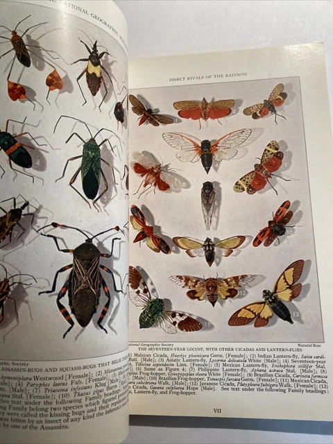 ANTIQUE MAGAZINE NATIONAL Geographic - July 1929 ab5 £4.25 - PicClick UK
