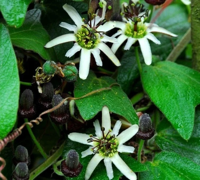 10 PASSIFLORA BOGOTENSIS seeds, passion flower, passion fruit, Passio ...
