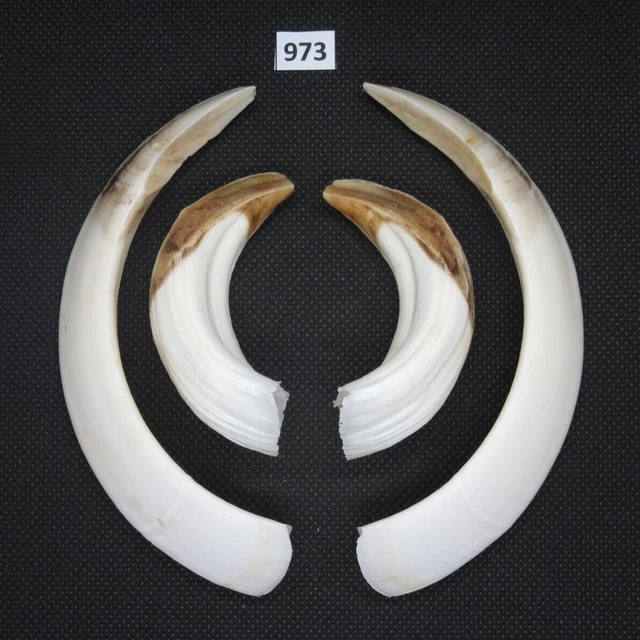 WILD BOAR TUSKS (no. 973), trophy, taxidermy, tooth, teeth £32.40 ...