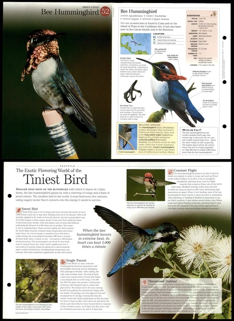 BEE HUMMINGBIRD #52 Birds - Discovering Wildlife Fact File Fold-Out ...