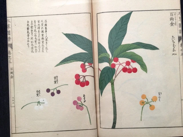 JAPON EDO LIVRE illustré de la flore HONZO ZUFU Livre imprimé en ...