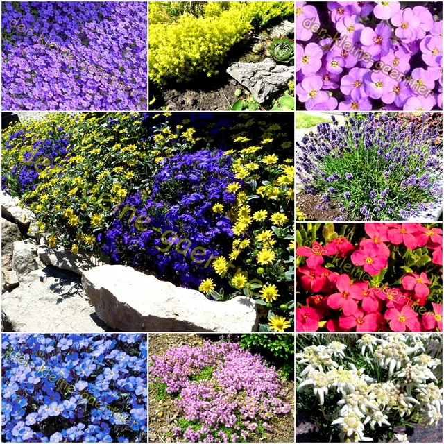 STEINGARTEN-STAUDEN MIX EDELWEISS Blaukissen Feldthymian Polsterstauden ...