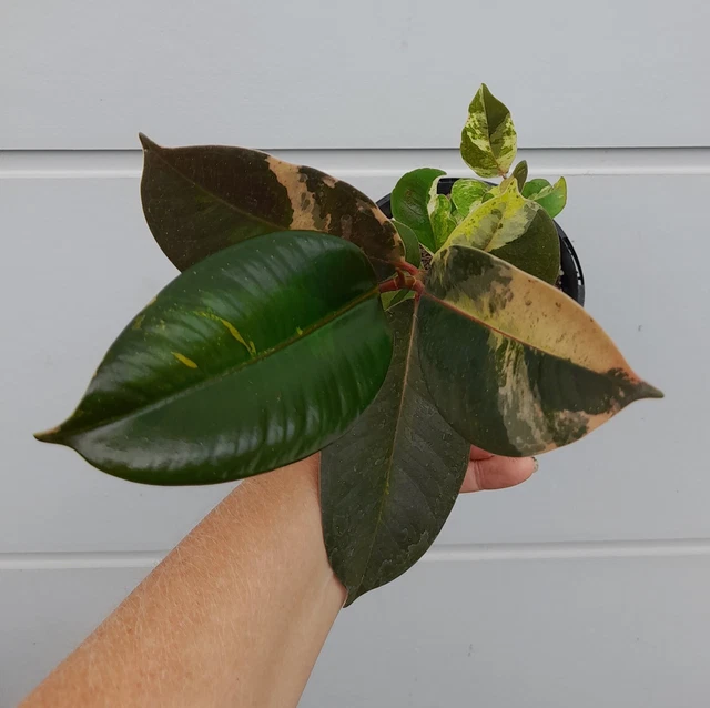 FICUS ELASTICA &SPLASH& Ficus Aka Elastica "Pink Marble" EUR 7,36 ...