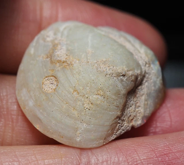 AUSTRALIA COOBER PEDY Opalised Shell 24.4 ct 25.3x24.2x9 mm £495.36 ...