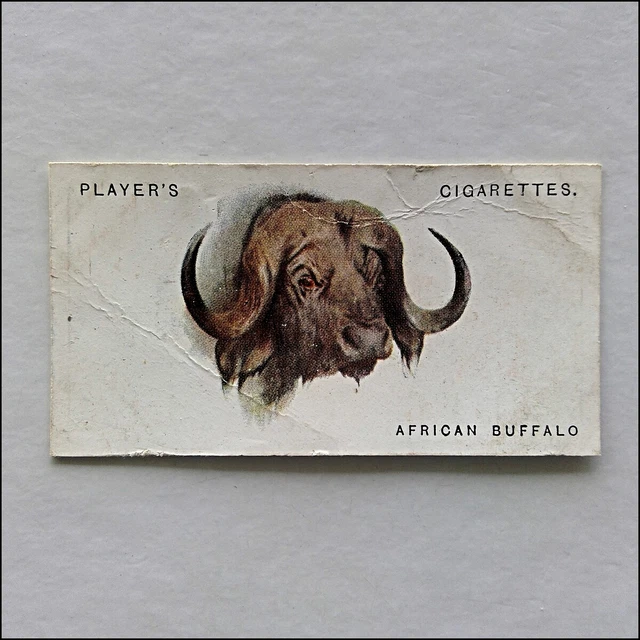 JOHN PLAYER WILD Animals' Heads 9 African Buffalo Cigarette Card (CC14 ...