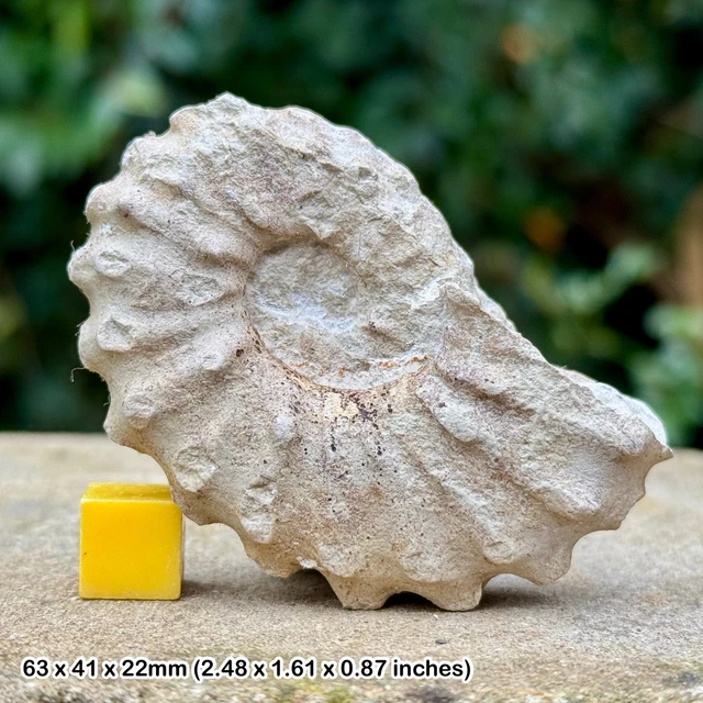 BRITISH CHALK AMMONITE - Protacanthoceras compressum Fossil ...