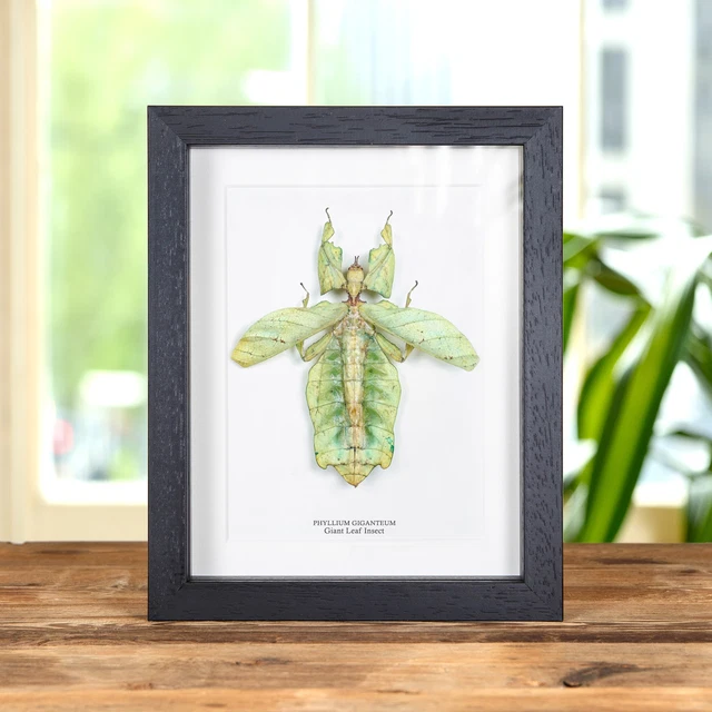 GIANT LEAF INSECT with Wings Spread in Box Frame (Phyllium giganteum) £ ...
