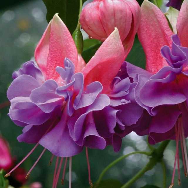 FUCHSIA TRAILING GIANT 'Cecile' Garden Plug Plants Pack x6 £6.95 ...