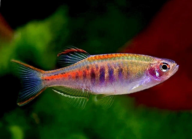 6 X GLOWLIGHT Danio Danio Choprae £20 £20.00 - PicClick UK