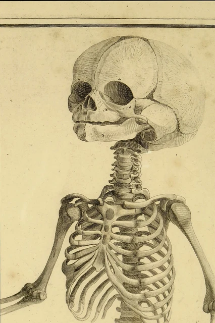 ANCIENNE GRAVURE SUR cuivre, anatomie d'un foetus vers 1750 / Cabinet ...