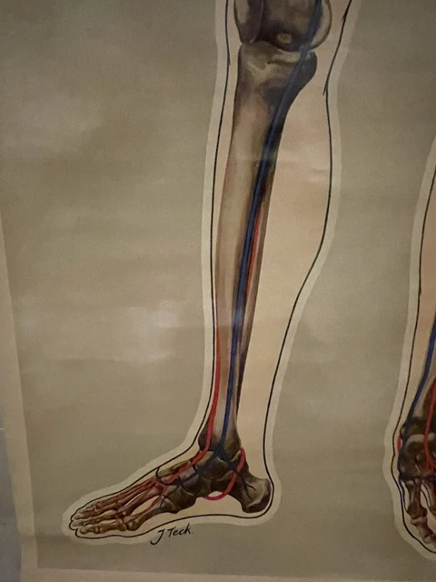 ANTIQUE VINTAGE HUMAN Anatomy Body Wall Chart Poster Medical BRC J.Teck ...