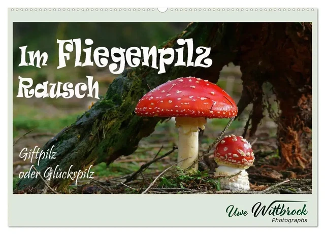 UWE WITTBROCK | Im Fliegenpilz Rausch (Wandkalender 2026 DIN A2 quer ...
