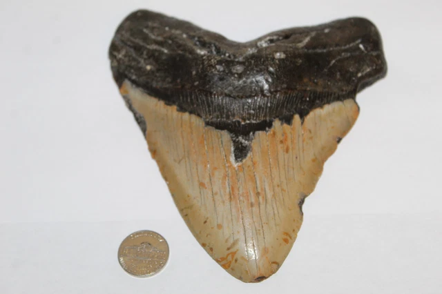 MEGALODON FOSSIL GIANT Shark Teeth Natural Large 5.95" HUGE BEAUTIFUL ...
