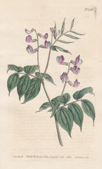 OROBUS VERNUS LATHYRUS Linifolius Wicke Engraving Gravure sur Cuivre ...
