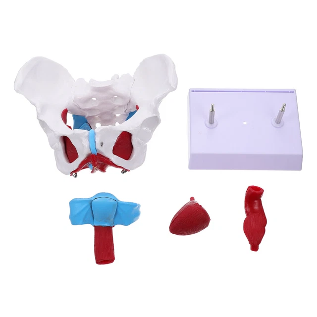PELVIC UTERUS MODEL Plastic Pelvis Reproductive Organs Teaching Aids £ ...
